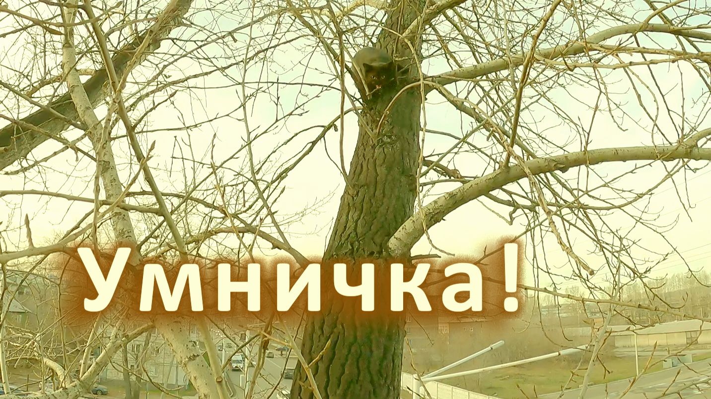 Спасение котиков с деревьев (все видео канала)