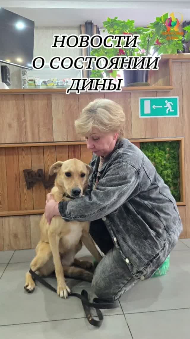 Лечение и операции животных