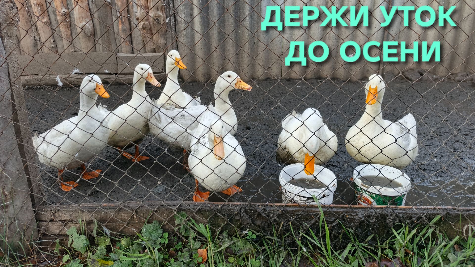 Утки и их содержание