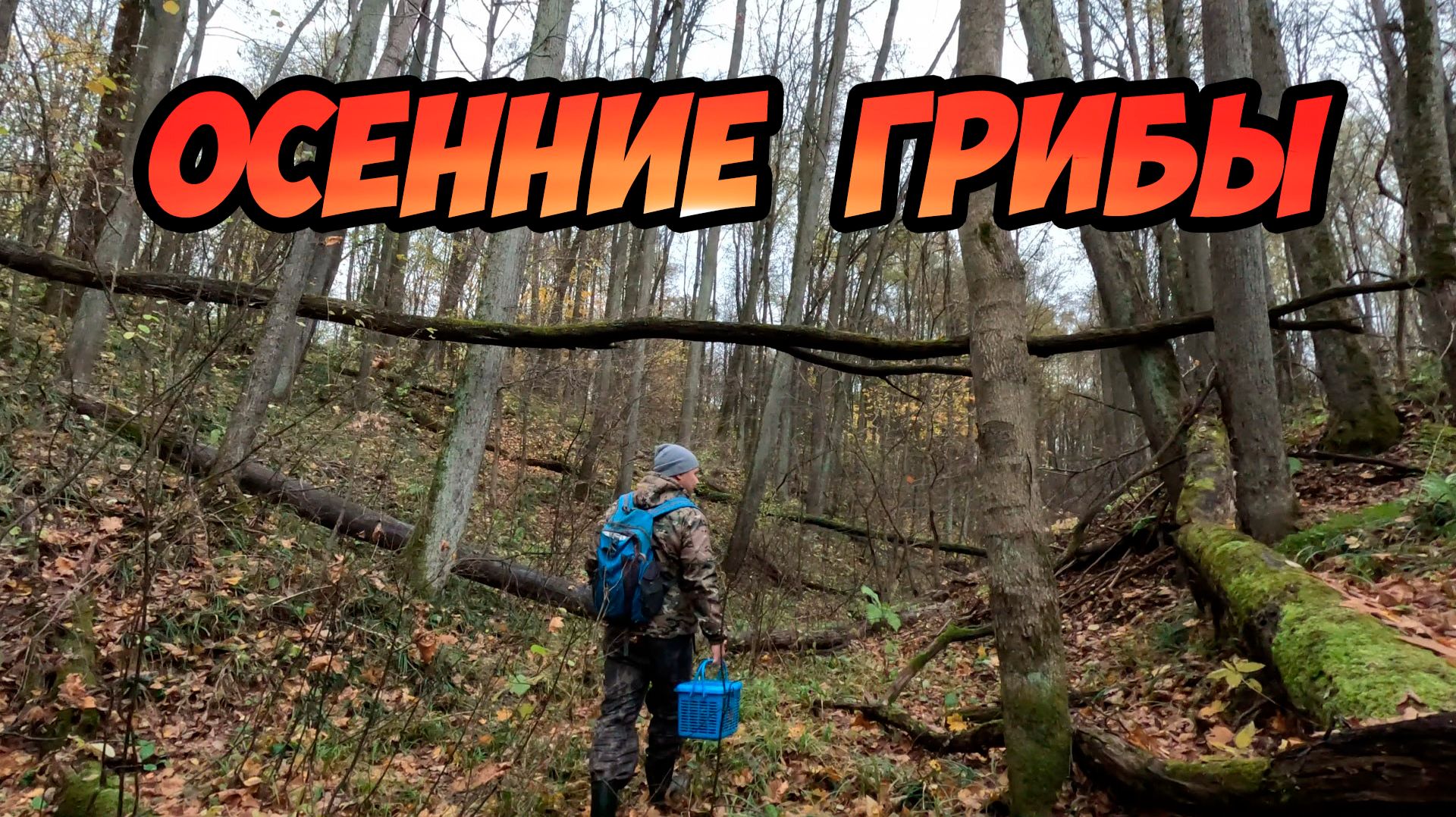 Грибы