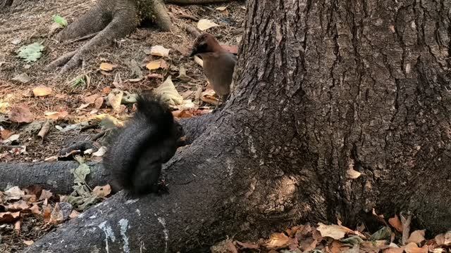 Мои песни