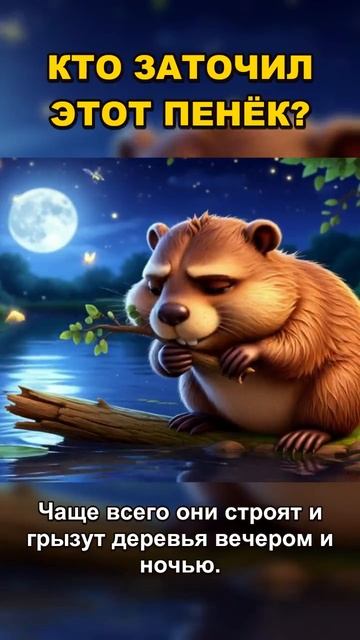 Бобр — мультики и факты