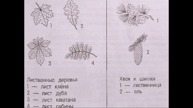 Предмет Окружающий мир с 1 по 4 класс