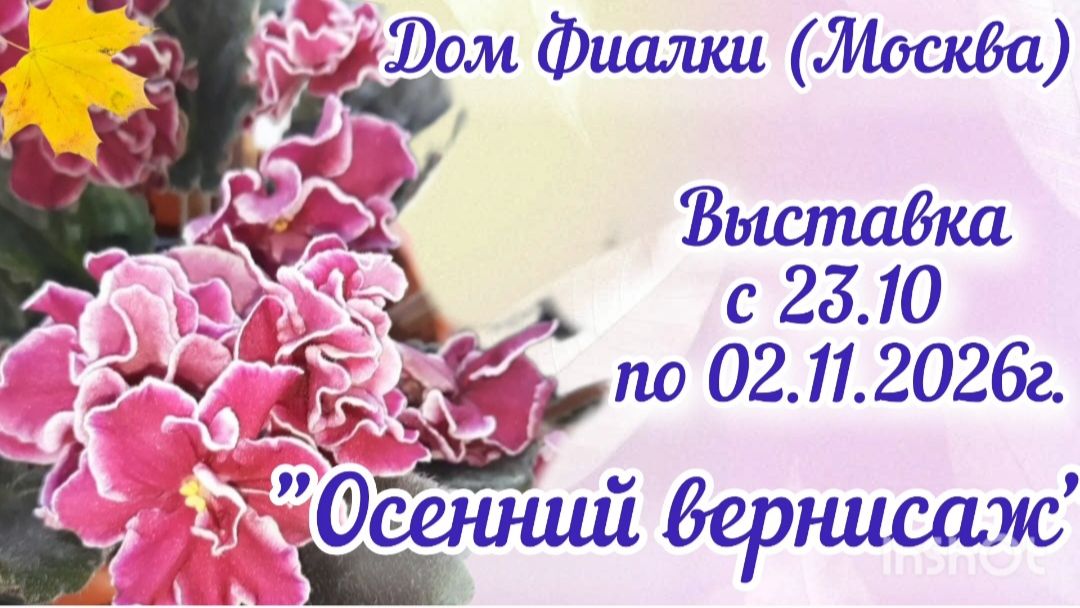 Фиалки -выставки