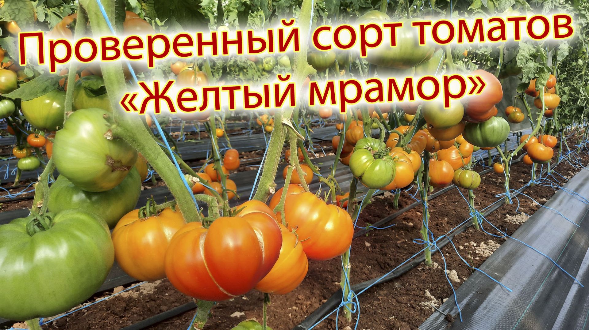 Проверенные сорта
