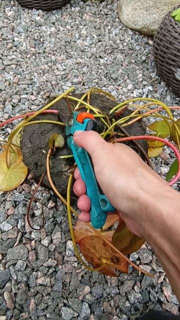 Декоративные прудики и водные растения.