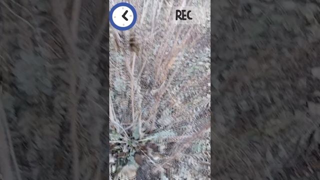 Я в деревне