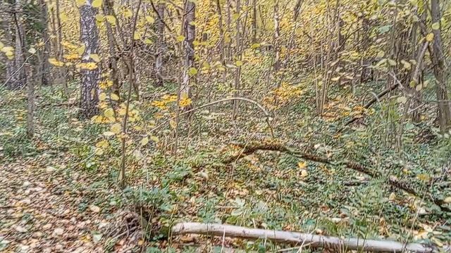 Садоводство яблони груши огород