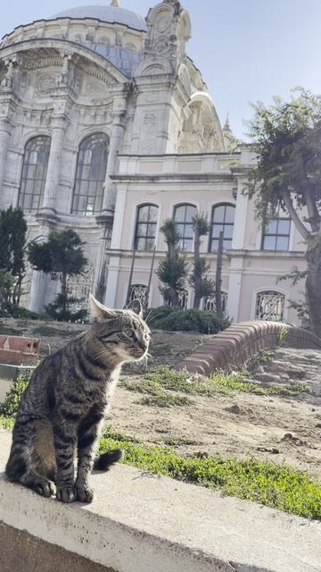 Турция 🇹🇷