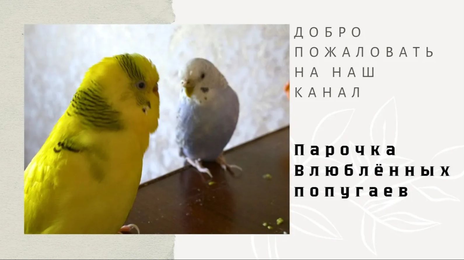 Пара попугаев Чика и Молли