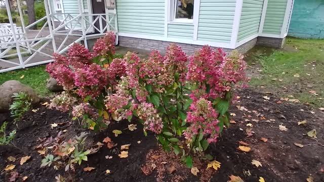 Санкт-Петербург  и  его   пригороды