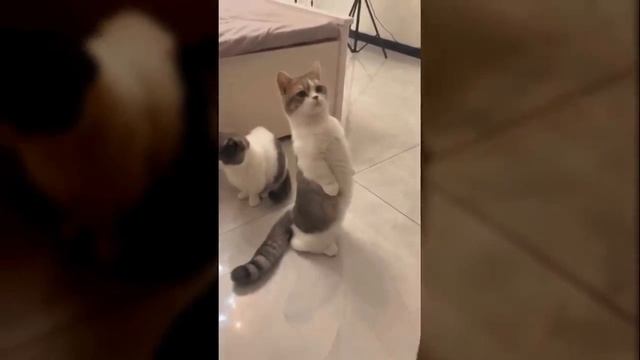 приколы