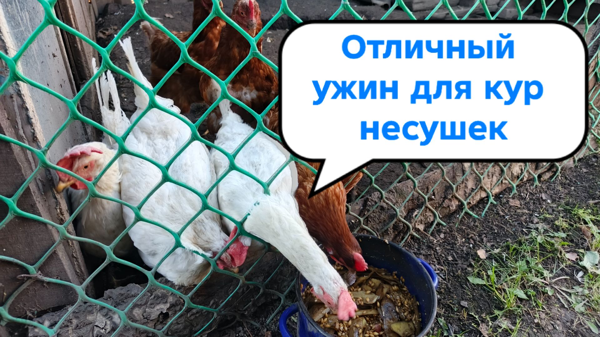 Куры-несушки