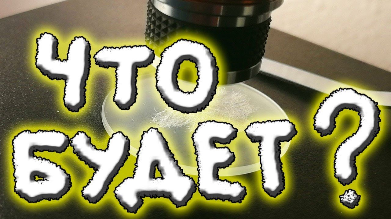 Удивительный микромир