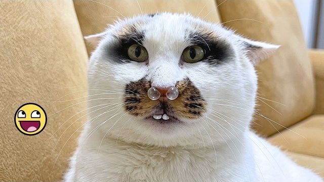 Милые зверята