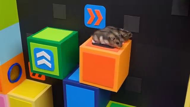 Хомячок Хома: Большие приключения в лабиринтах! 🐾
