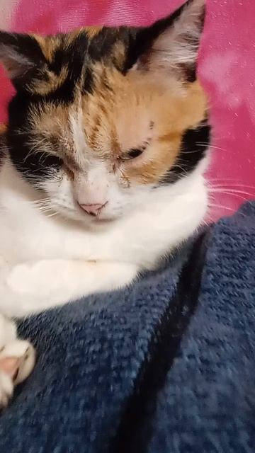 Кошки домашние