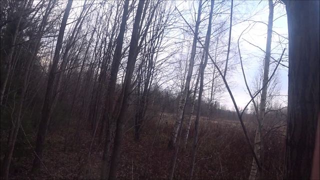 Охота на зайца в Вологодской области.