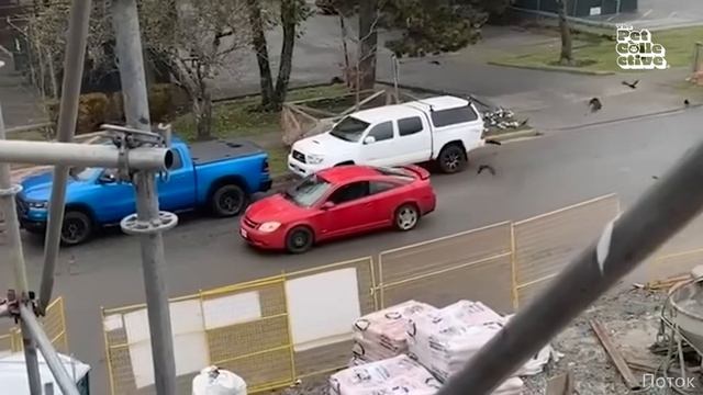 Животные