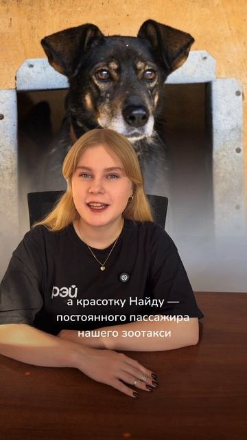 про фонд и программы