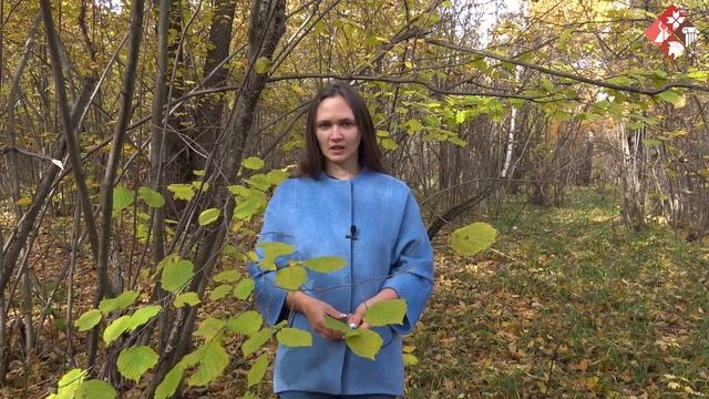 Лещина обыкновенная или орешник