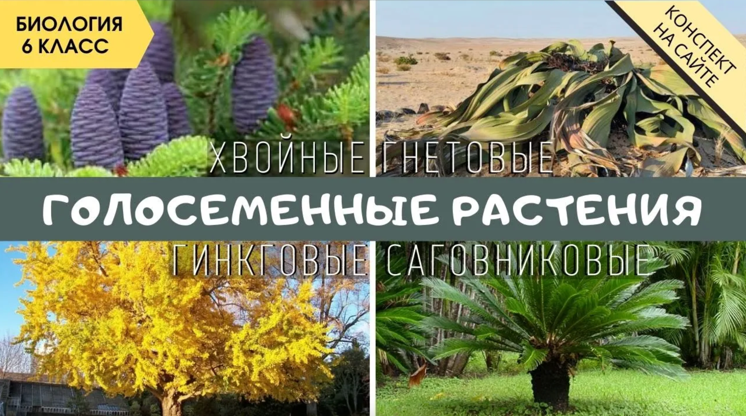 Голосеменные растения. Биология 6 класс. Размножение голосеменных растений. Класс Хвойные растения.