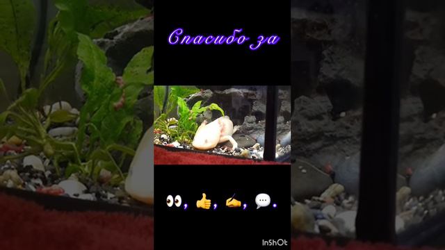 Киса Фиса, аксолотль Аркадий.