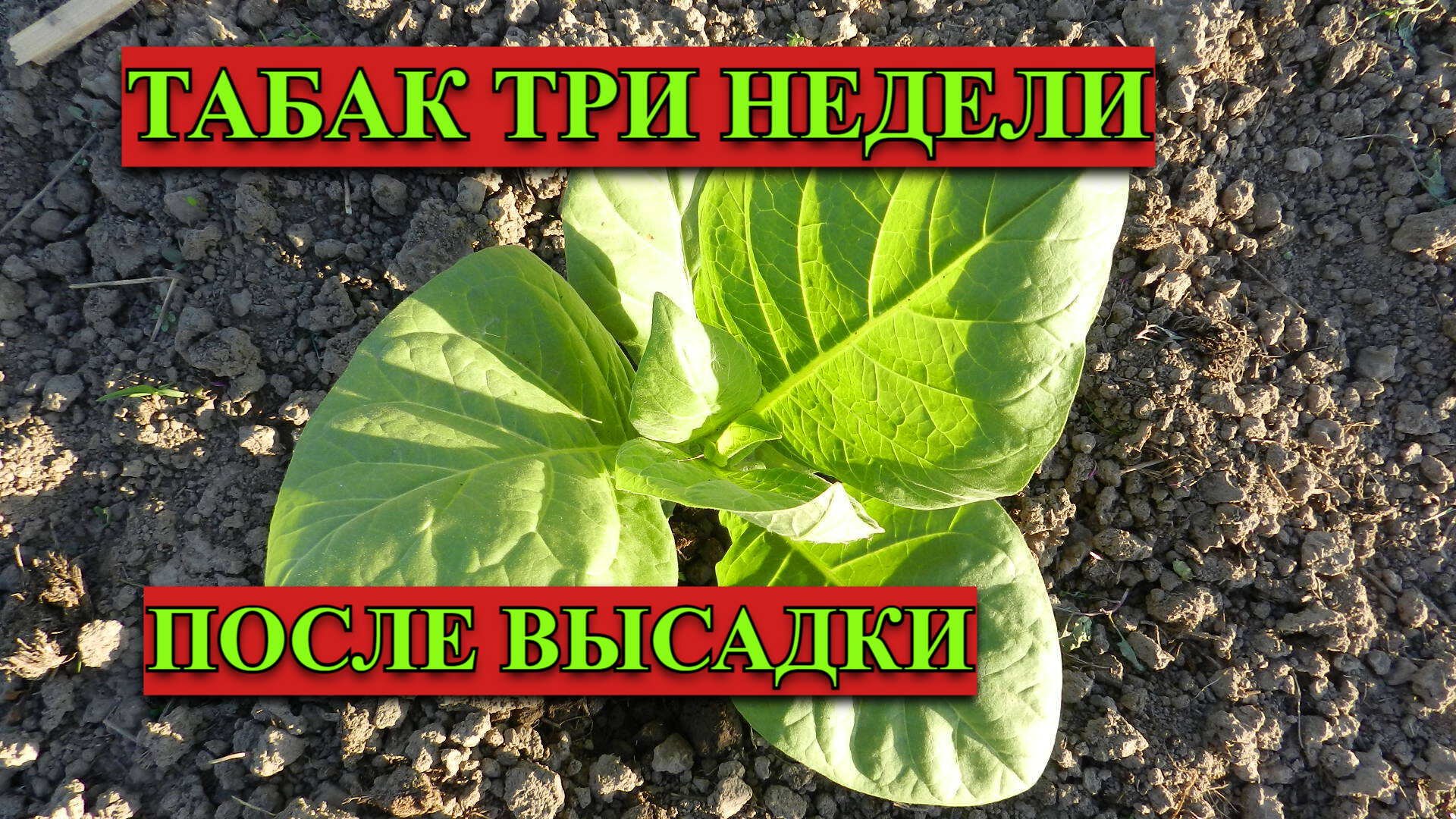 Выращивание табака сезон 2021 часть 7