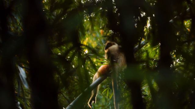 Секреты дикой Индии 1 серия «В царстве слонов» (документальный сериал, 2012)