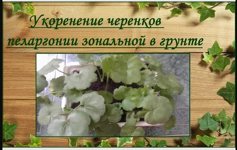 Пеларгония зональная укоренение черенков в грунте, черенкование пеларгоний