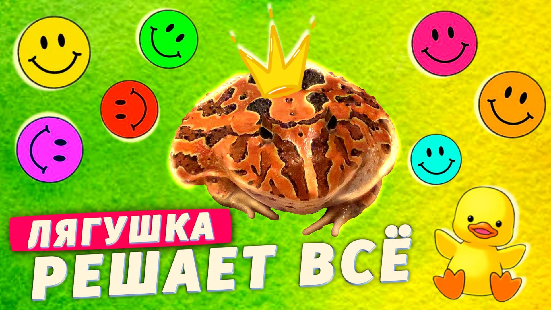 ЛЯГУШКА УПРАВЛЯЕТ МОИМ ДНЁМ 24 ЧАСА