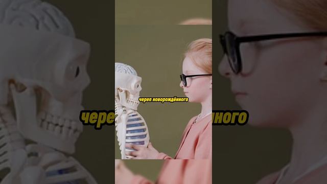 У детей больше костей чем у взрослых???