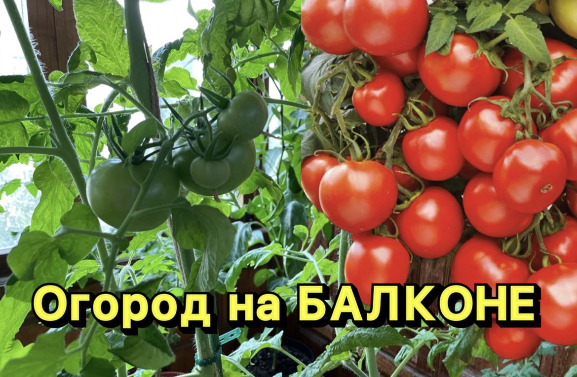 Огород на северной стороне балкона ?