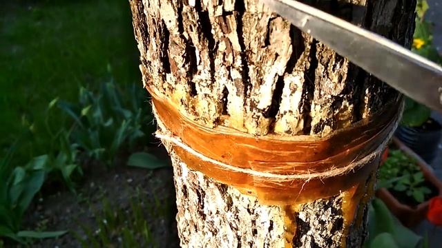 Как быстро избавиться от муравьев