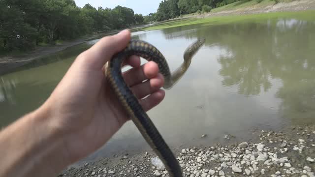 Водяной уж3