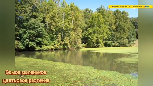 Какое цветковое растение самое маленькое