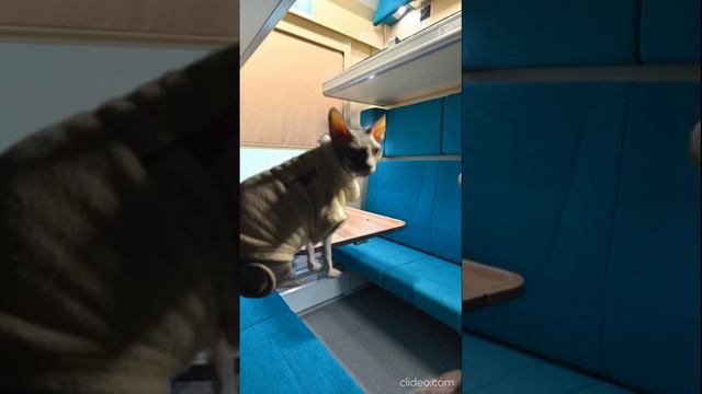 Прикинуться зайчиком в РЖД не выйдет или все про багажную квитанцию на кошку