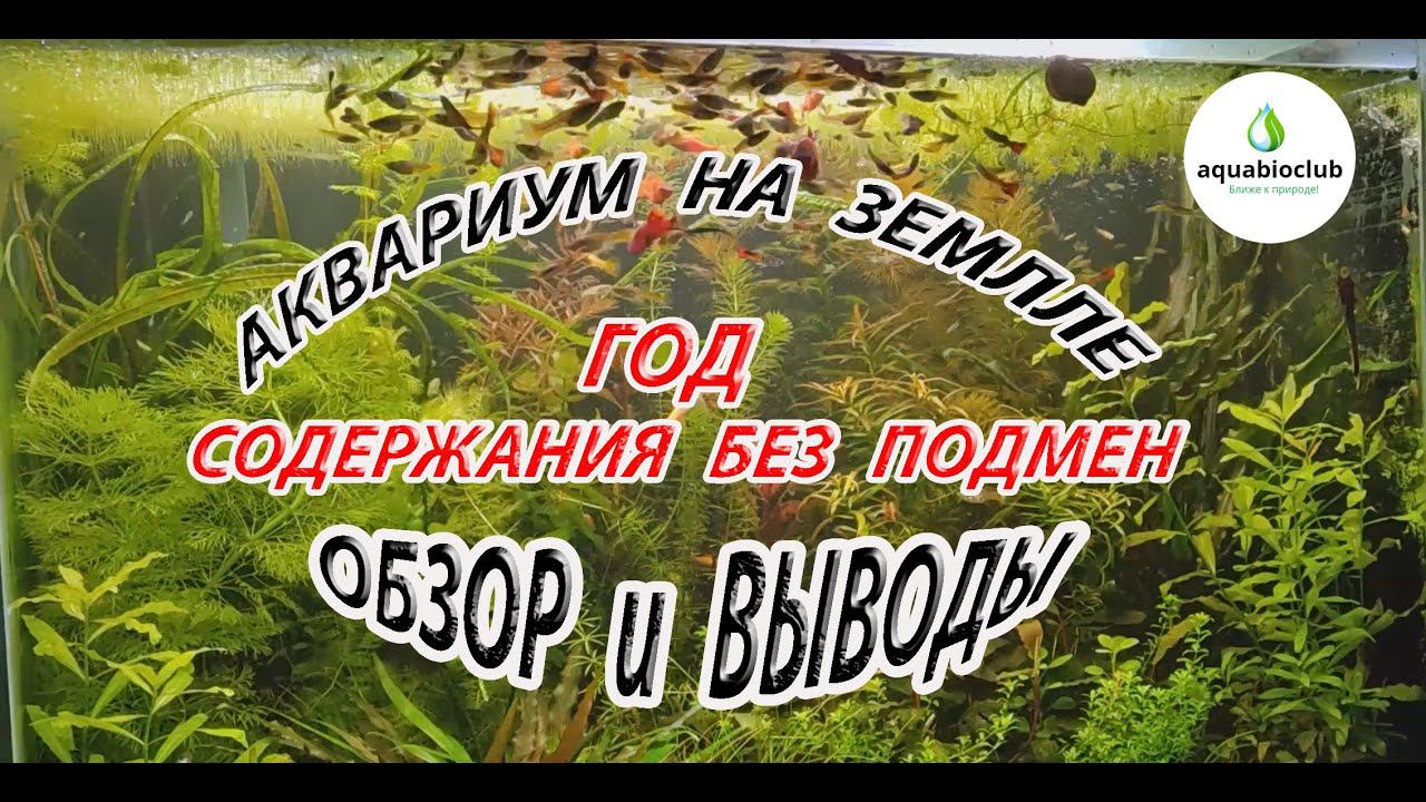 Аквариум на земле. Год содержания без подмен. Обзор и выводы.