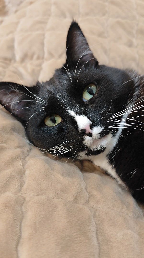 Как узнать о чем книга? 📚