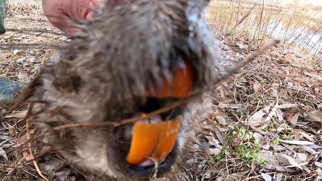 ДОБЫЛИ БОБРА С БАТЕЙ