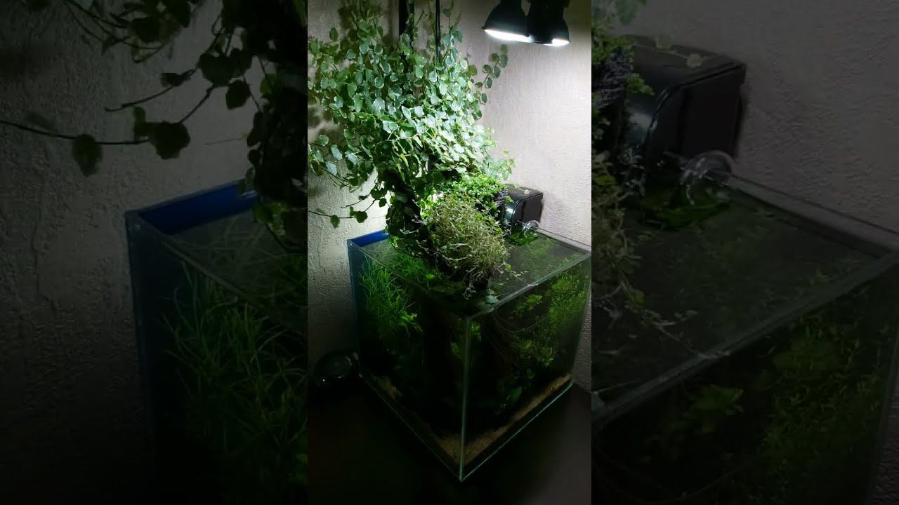 Об инсулариуме