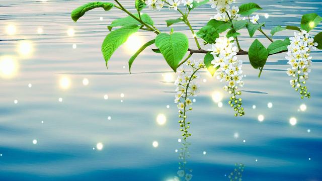 Футаж. Ветка над водой 7