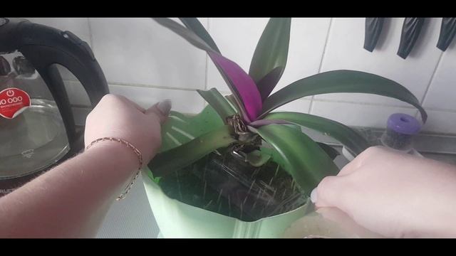 Спасаем домашние растения от котов.mp4