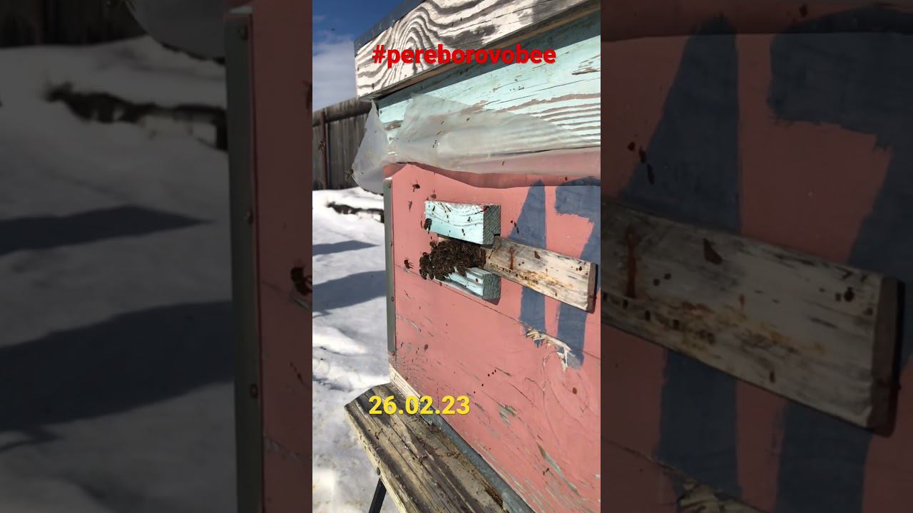 выставил тревожных на солнышко! | ПЧЕЛОВОДСТВО! #pereborovobee #bee #пчеловодство #пчеловоды  #улей