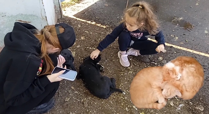 Кошечки , собачки . Домашние животные .