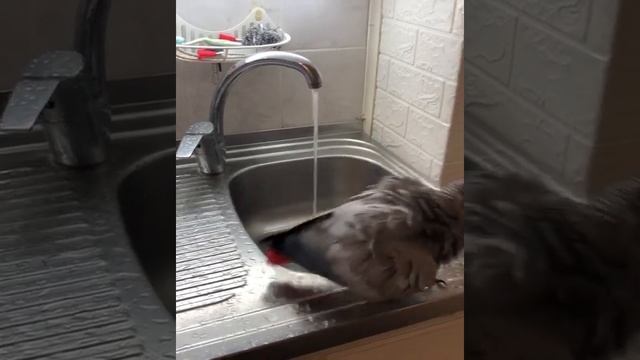 Жако купается в раковине