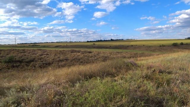 открылись по куропатке,настреляли перепелку 2.mp4