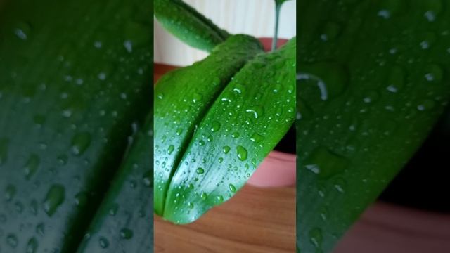 Красота воды