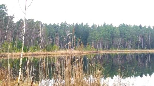 А тишина осенняя... Зинаида Миркина