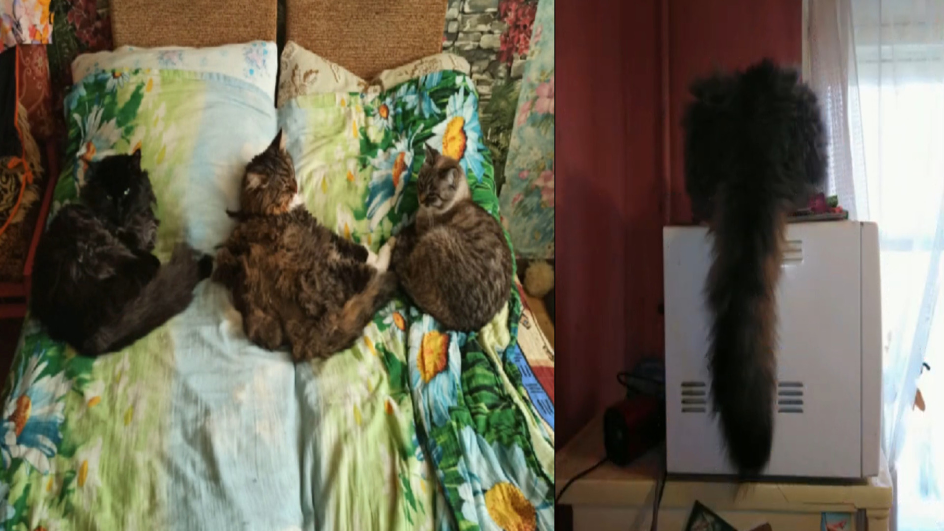 Кошки (не)валяшки. Видеоклип.